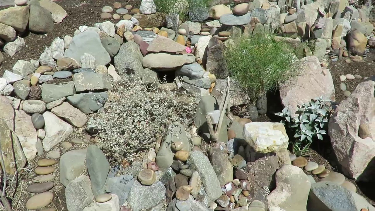 "Lizard digging a den inside the Pima Wash Rock Garden 'mine shaft ...
