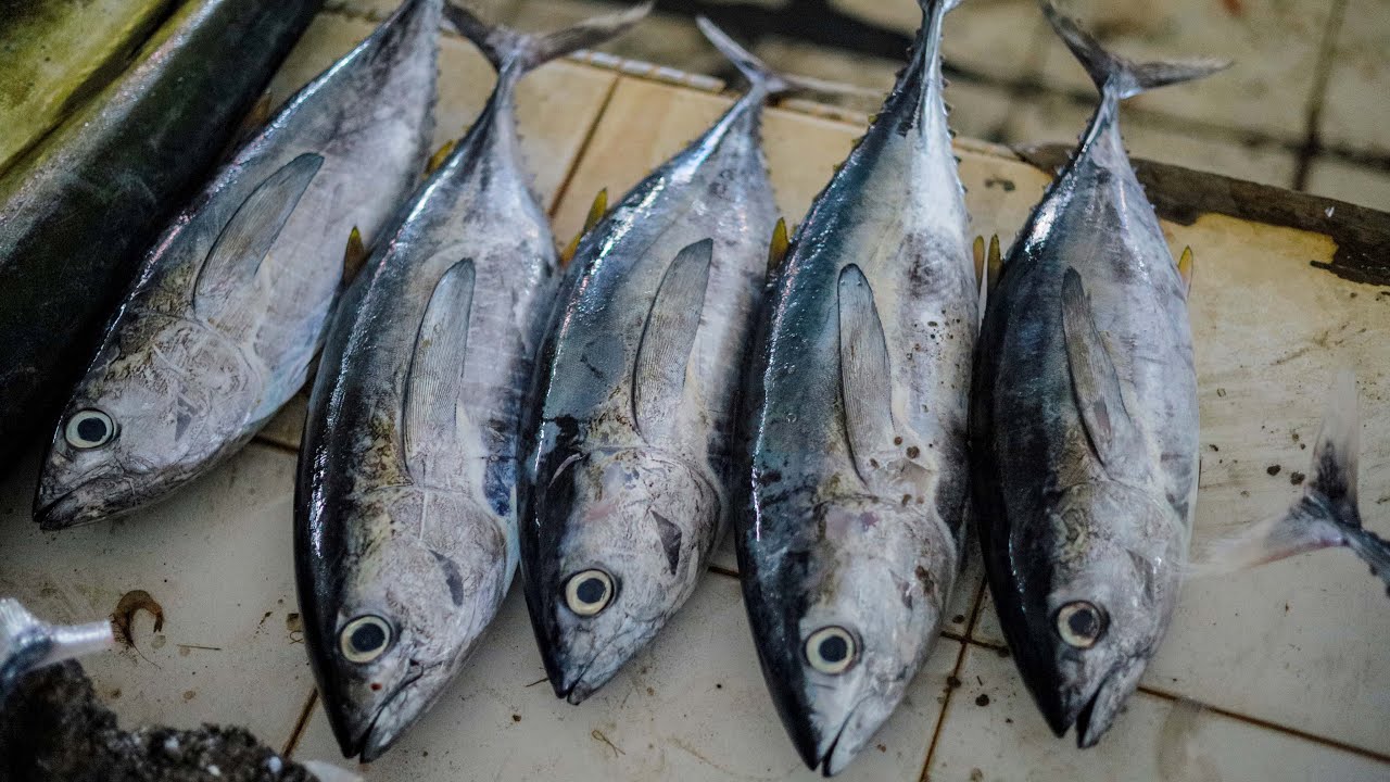 The sharpest tuna machete in the world ! Tuna Cutting Master Skills ...