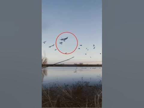 9 birds w/9 shots! #shorts #geese - YouTube