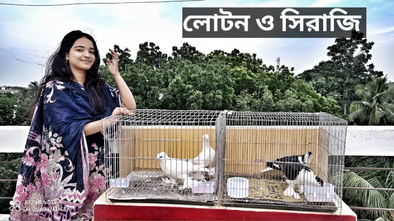 বিকেলের কিছুটা সময় তাদের সাথে | With many beautiful pigeons || Sirajganj || TR Taposhi || VLOG ...