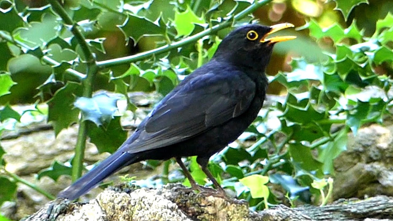 Blackbird singing, feeding and going about its day - YouTube