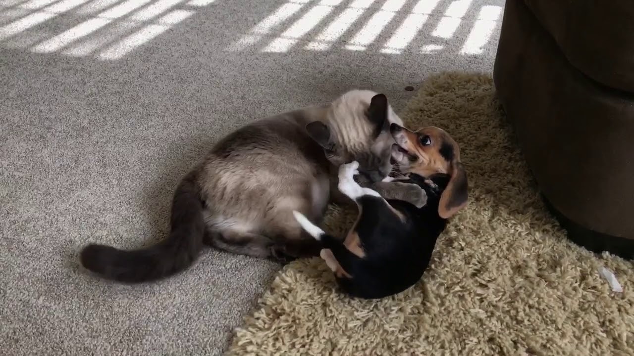 Puppy Smack Down vs Cat - YouTube