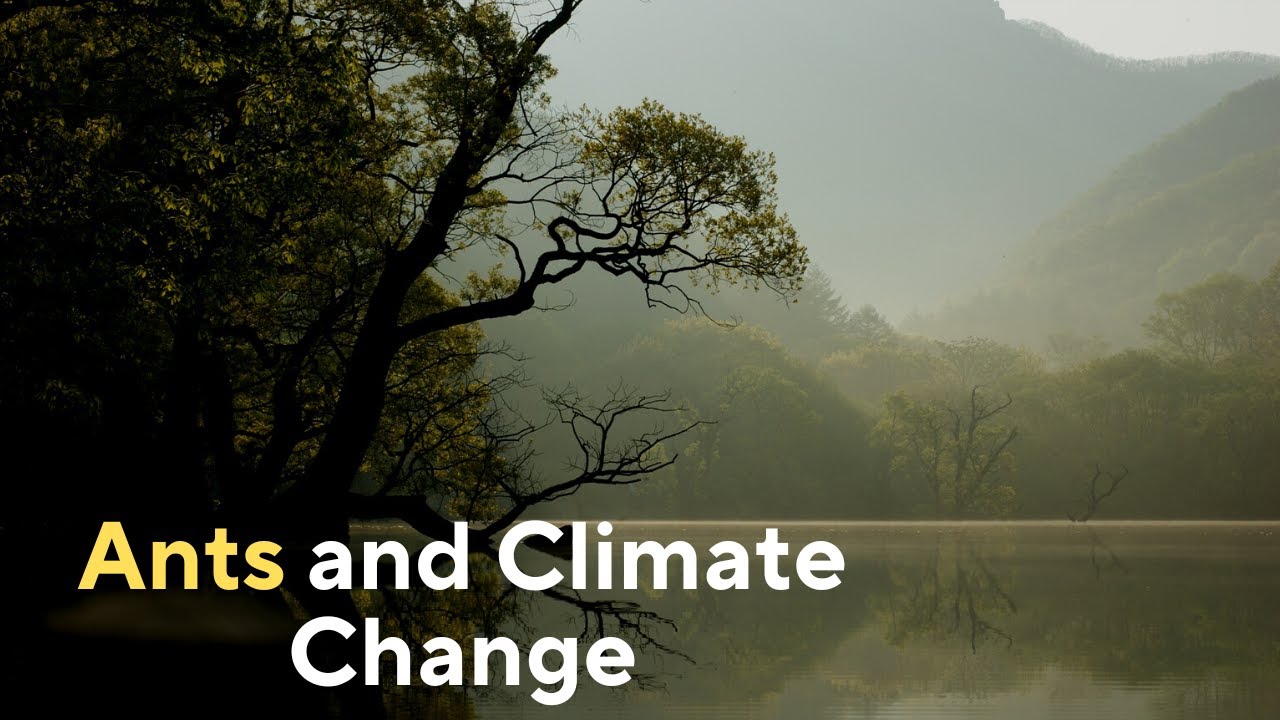Ants and Climate Change II The impact of climate change on ants - YouTube