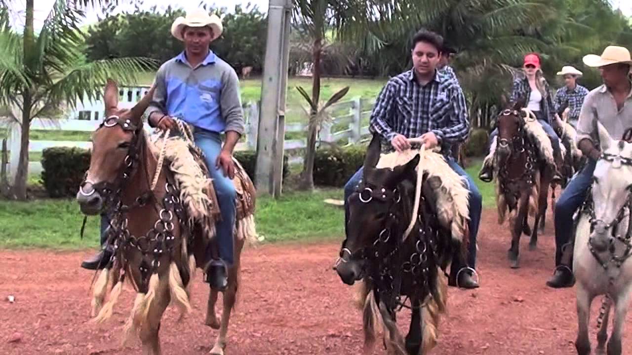 Mulas da Fazenda Mexicana - YouTube