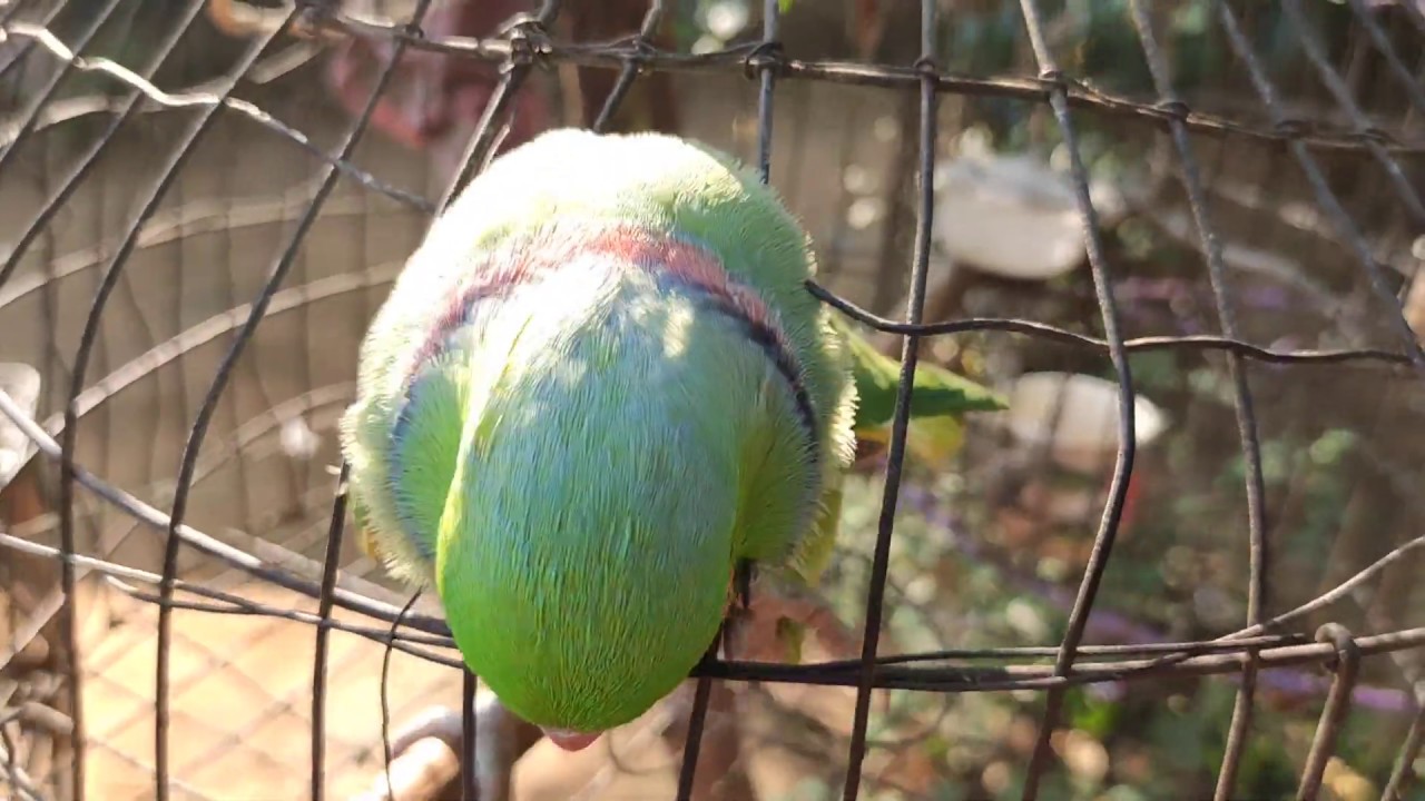 Parrots playing - YouTube