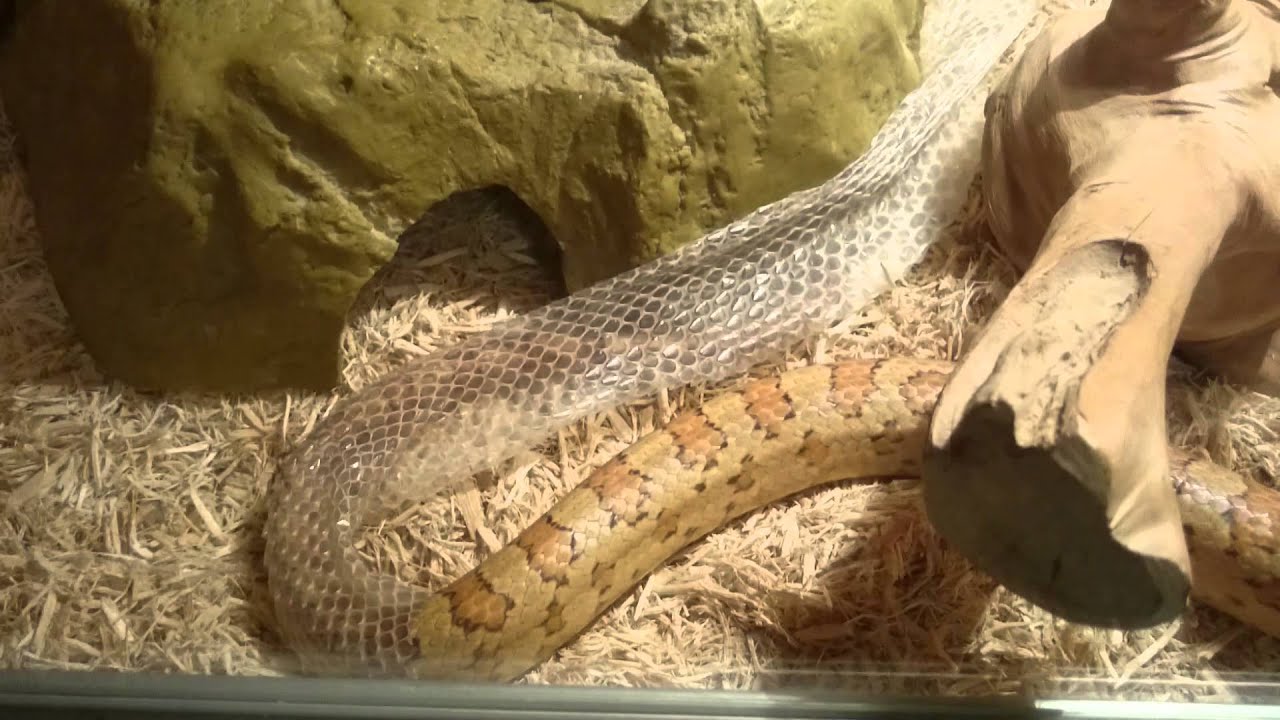 4ft corn snake full shedding close up on video - YouTube