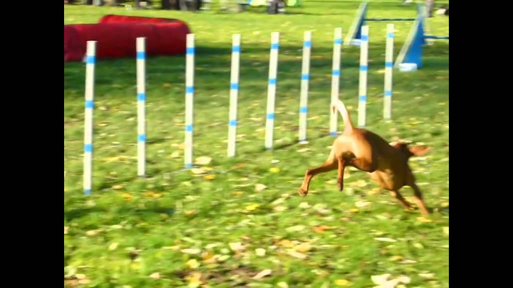 Agility 2013 - FAILS, ERRORS and some bad luck - YouTube