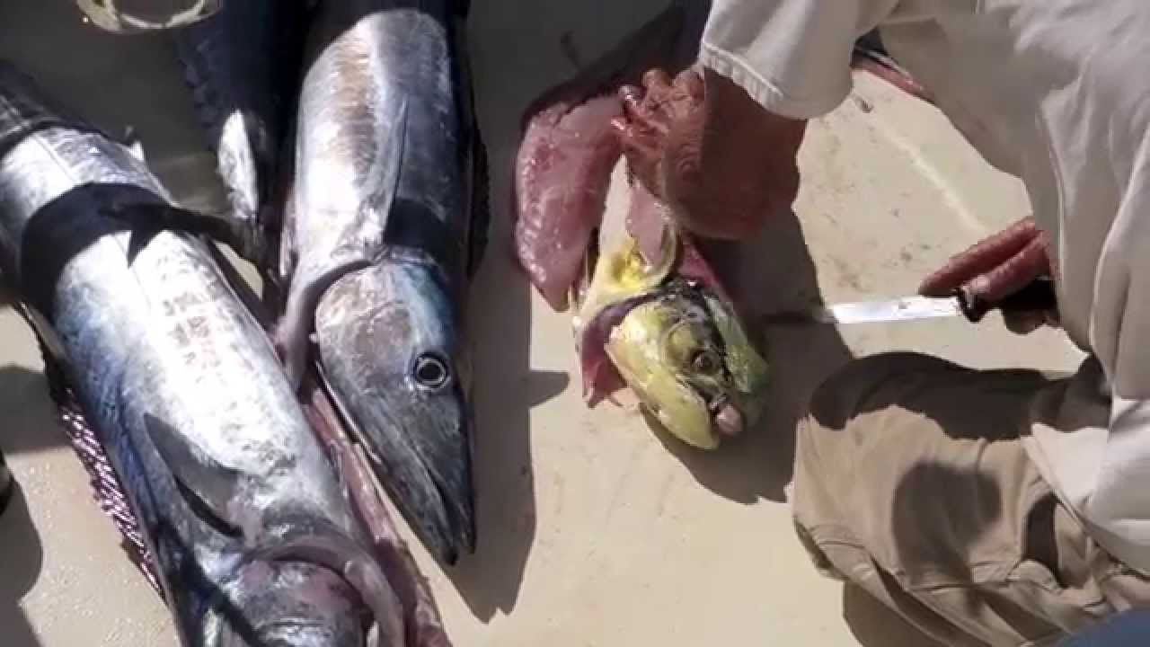 How To Fillet A Mahi Dolphin - YouTube