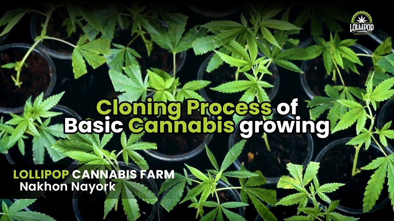 Cloning Stage 1 of Basic Cannabis Growing Lollipop Cannabis Farm Nakhon ...