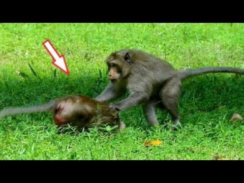 OMG! King Skippy Attacks With Pregnancy Marria, Queen Dolley Helps Marria For Fighting Skippy ...