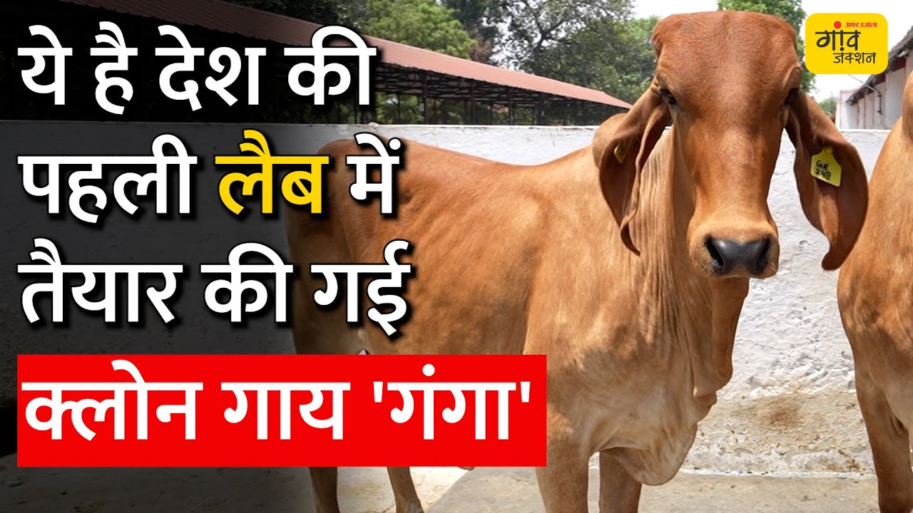 ये है देश की पहली लैब में तैयार की गई क्लोन गाय 'गंगा' |India's First ...
