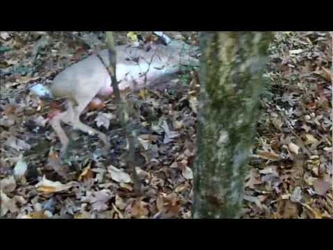 String Tracker Doe- Russell Outdoor Guides.com - YouTube