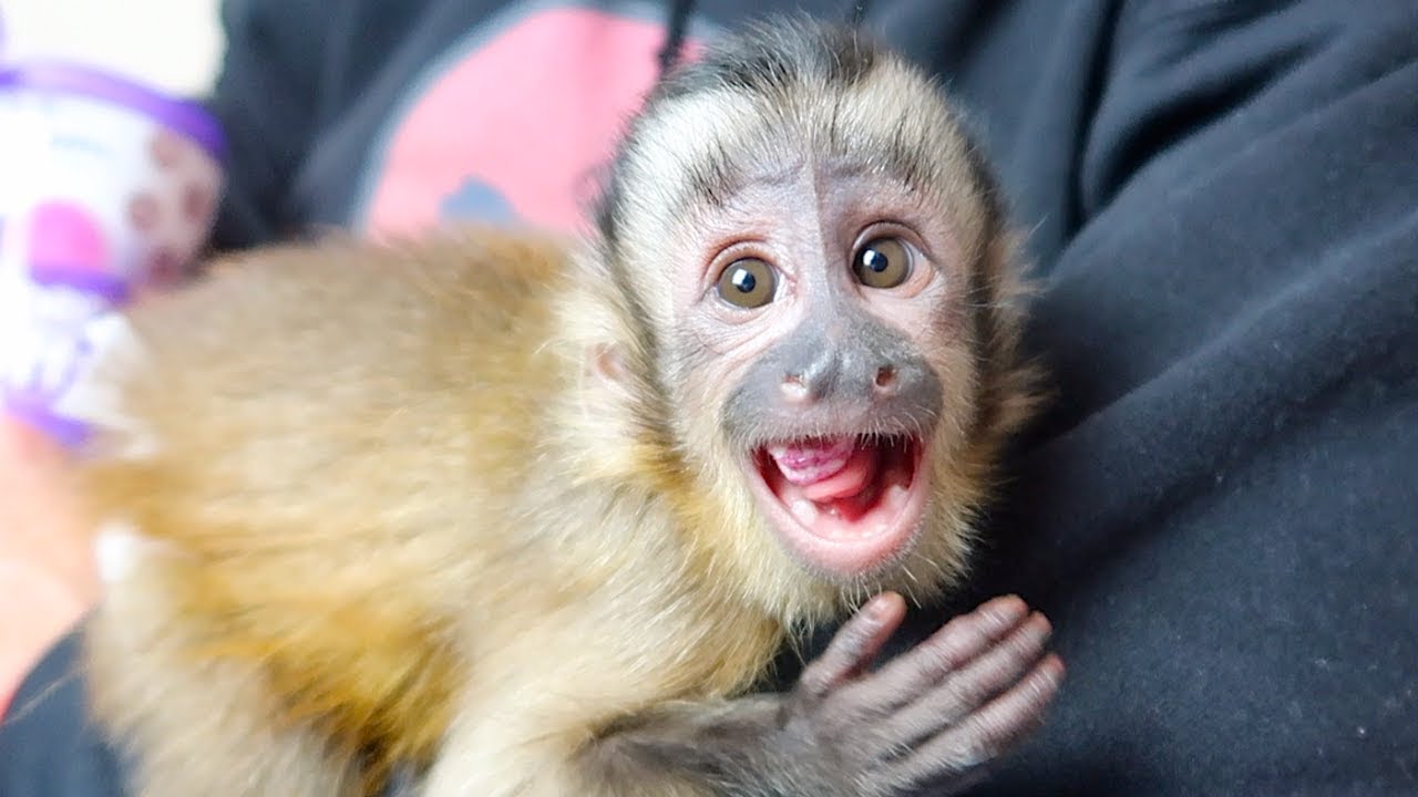 Baby Monkey Happy Tries Blueberry Sweet Potato Puffs! - YouTube