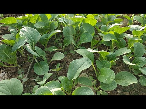 Sabog taniM pechay 3-kilo pavito variety day10
