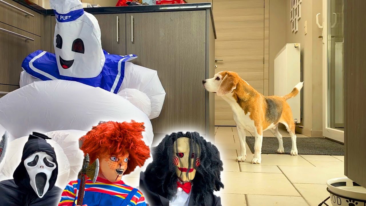 Funny BEAGLES Get Pranked with Scary Halloween Costumes - YouTube