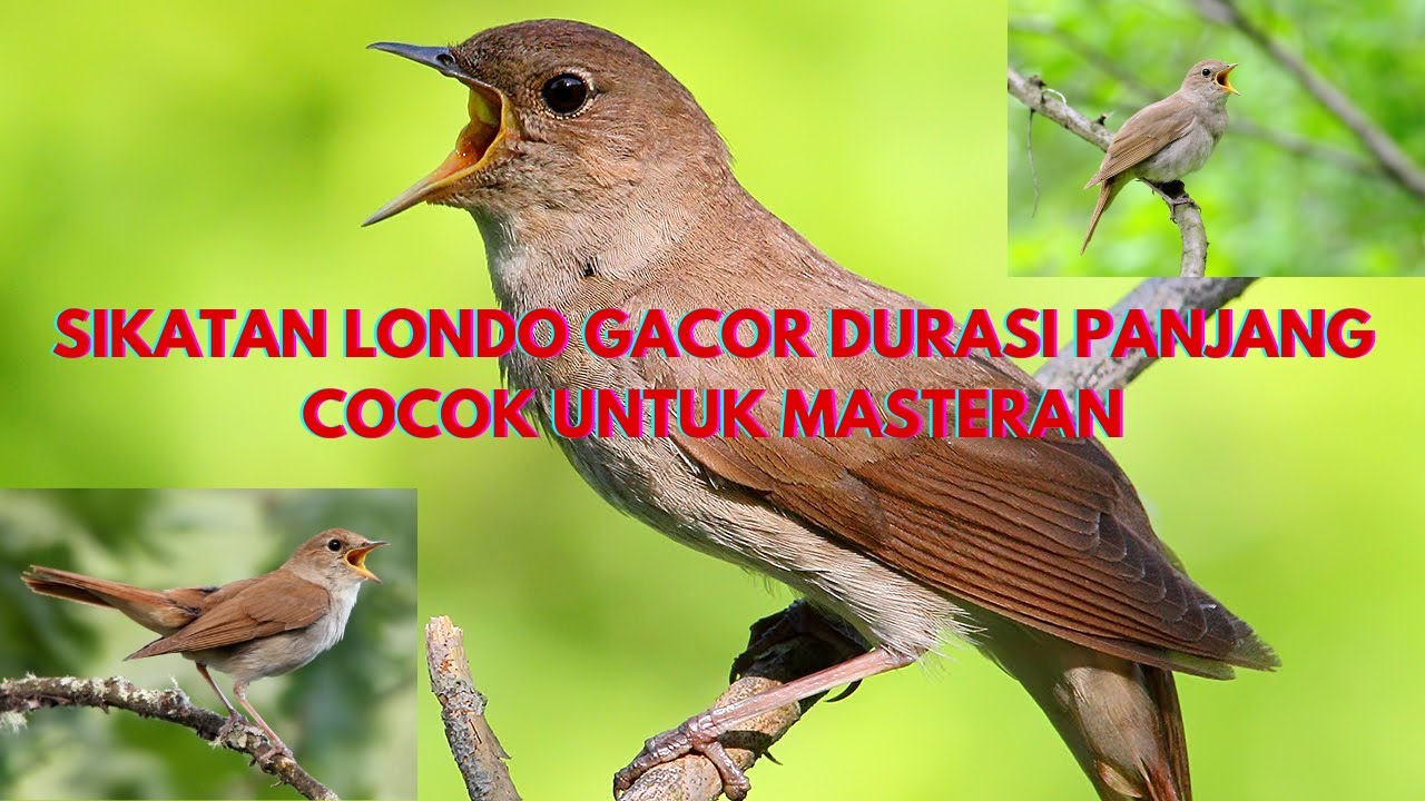 MASTERAN SUARA BURUNG SIKATAN LONDO GACOR DURASI PANJANG | NIGHTINGALE ...