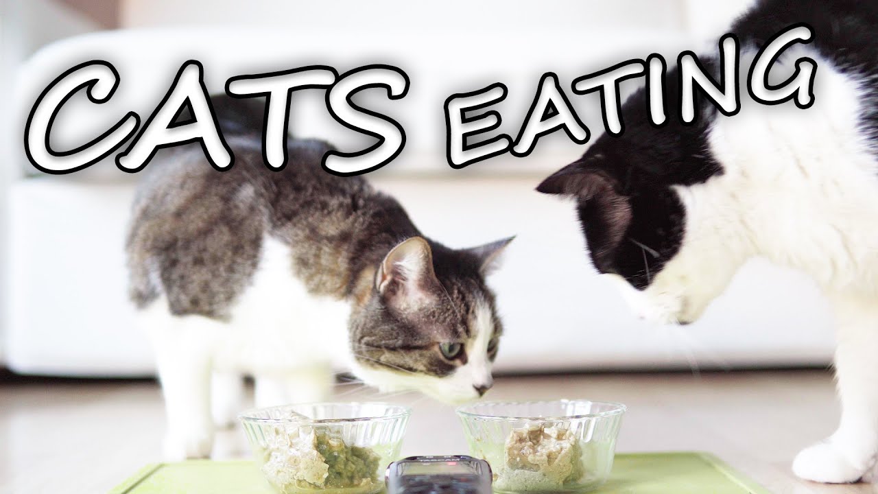ASMR Cats Eating 🎧 #41 - YouTube