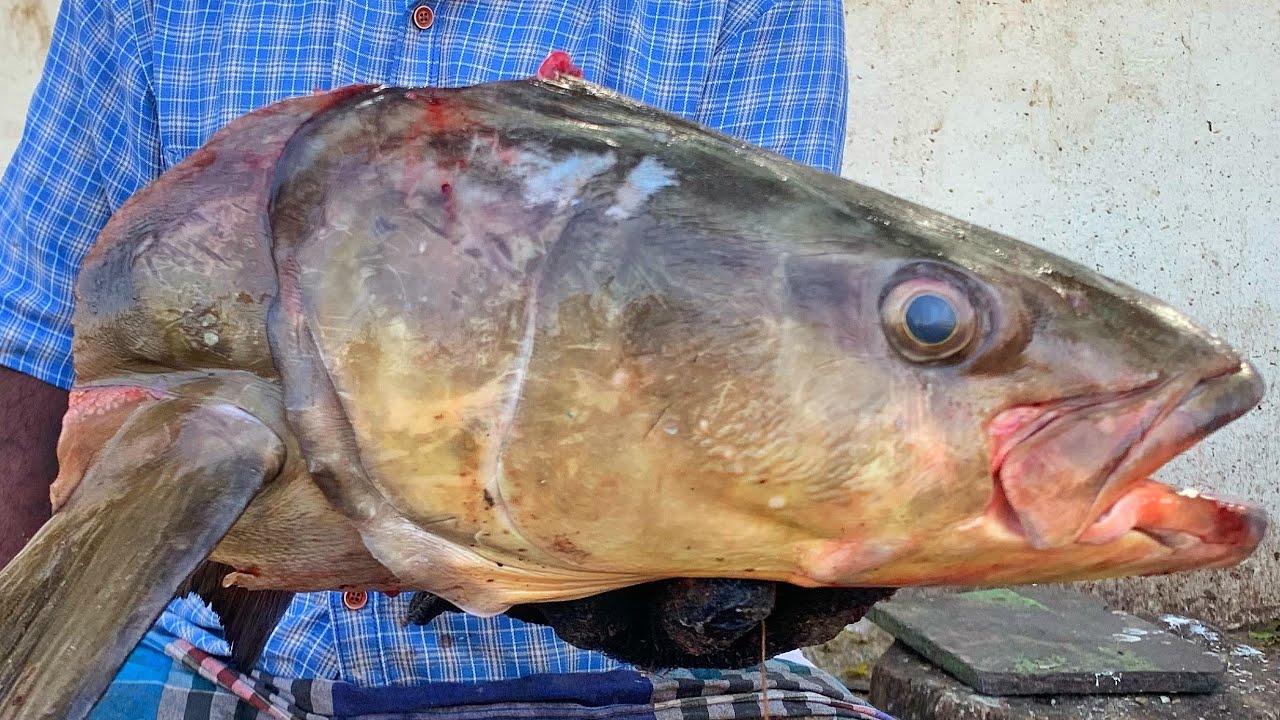 30 KG BIG KADA VARA FISH HEAD CUTTING🔪HARD HEAD WITH SHARP SWORD | KF ...