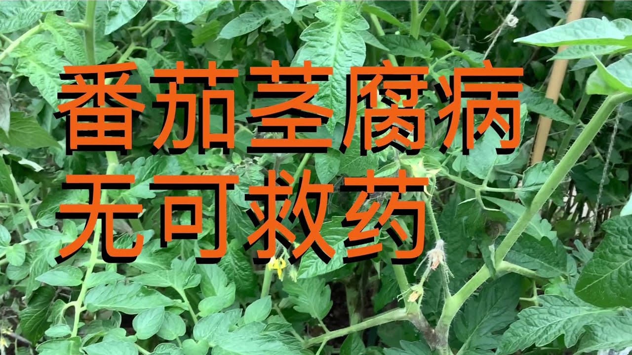 Tomato Plant Stem Rot Why 为什么番茄得茎腐病？ Youtube 9006