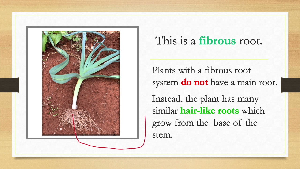 Digital Lesson 4: Types of roots - YouTube