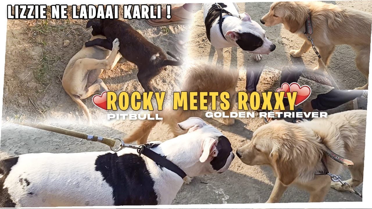My Pitbull Met Lovely Golden Retrievers!!! | Rocky Met Roxy💕 | the boy ...