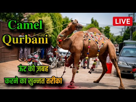 Camel Qurbani Live | ऊंट की कुर्बानी का सुन्नत तरीका | Bakra Eid 2026 Camel Qurbani
