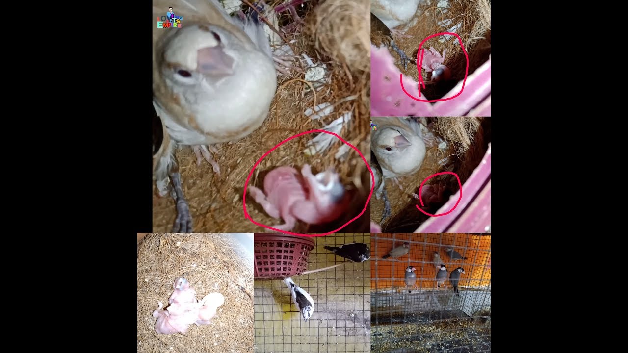Java bird egg Bengali Finch fertile - YouTube