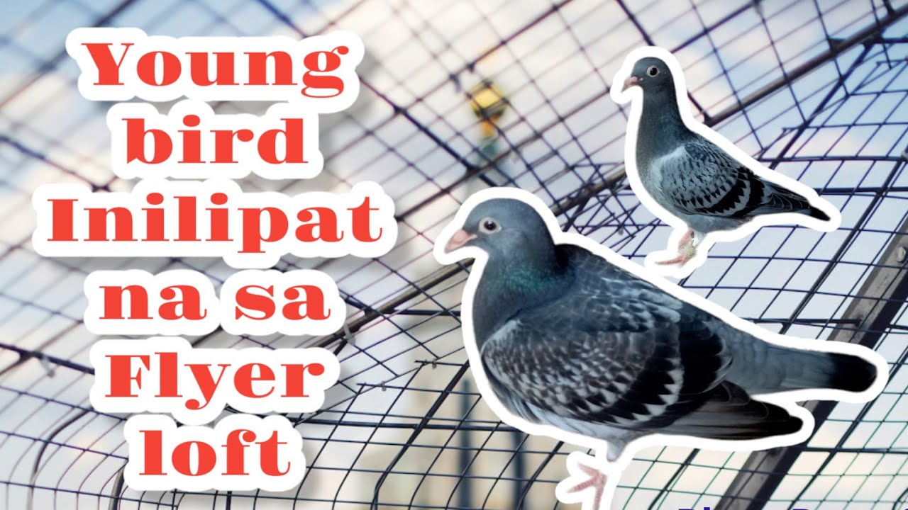 Tamang pag walay sa inakay na kalapati🕊️🐣🎊 - YouTube