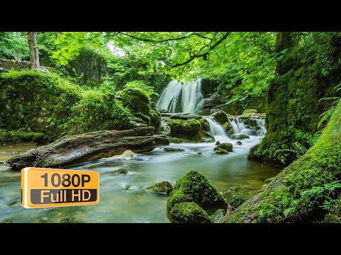 1 saat HD Video Gur Çaylar Şəlalələr Meşələr Dağlar Təbiət Relaxing Nature River Forest Mountain
