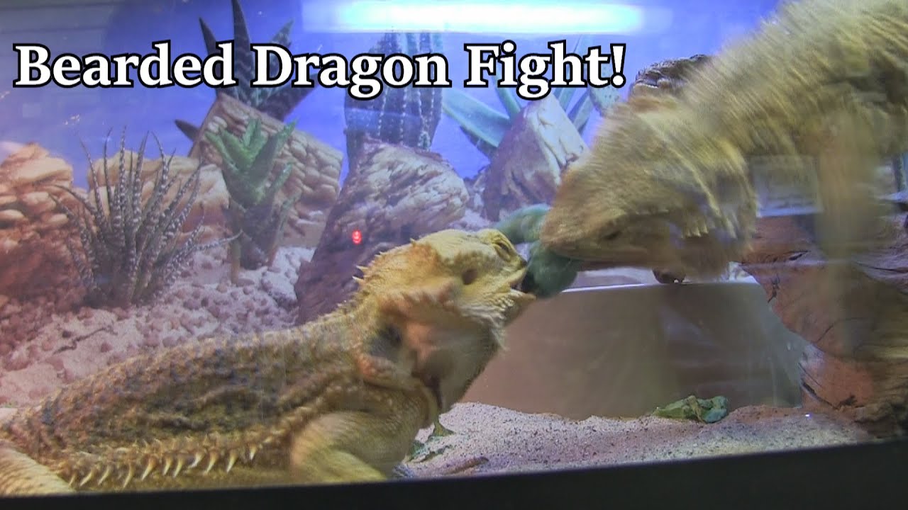 Bearded Dragon's FIGHT OVER FOOD! - YouTube