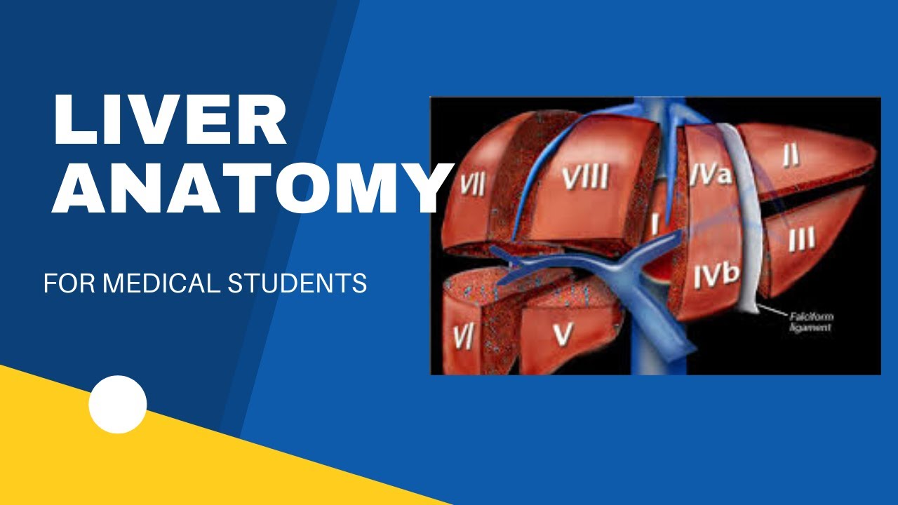 Liver anatomy - Lecture for Medical Students #mbbs #neet #usmle #fmge # ...