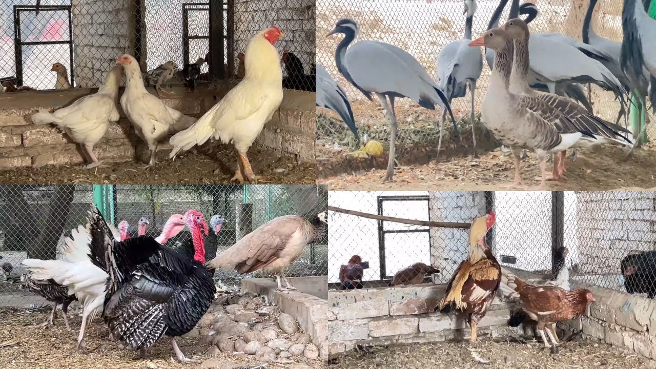 Rooster and Ducks on Muslim Breeding Farm | Aseel Murgha, Ducks, Crane ...