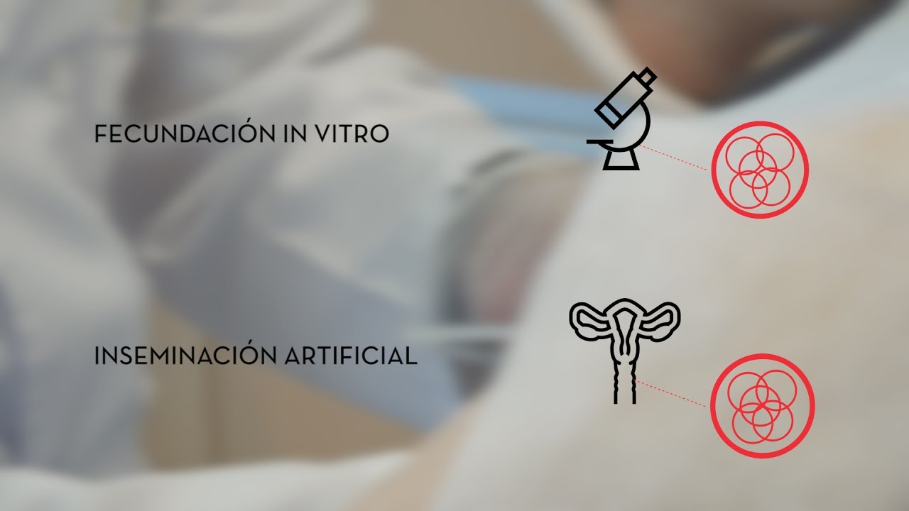 Diferencias entre fecundación in vitro e inseminación artificial - YouTube