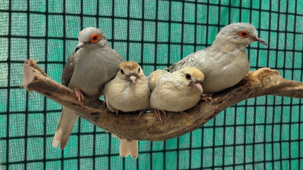 Beautiful diamond dove of my aviary | biggest diamond dove breeding ...