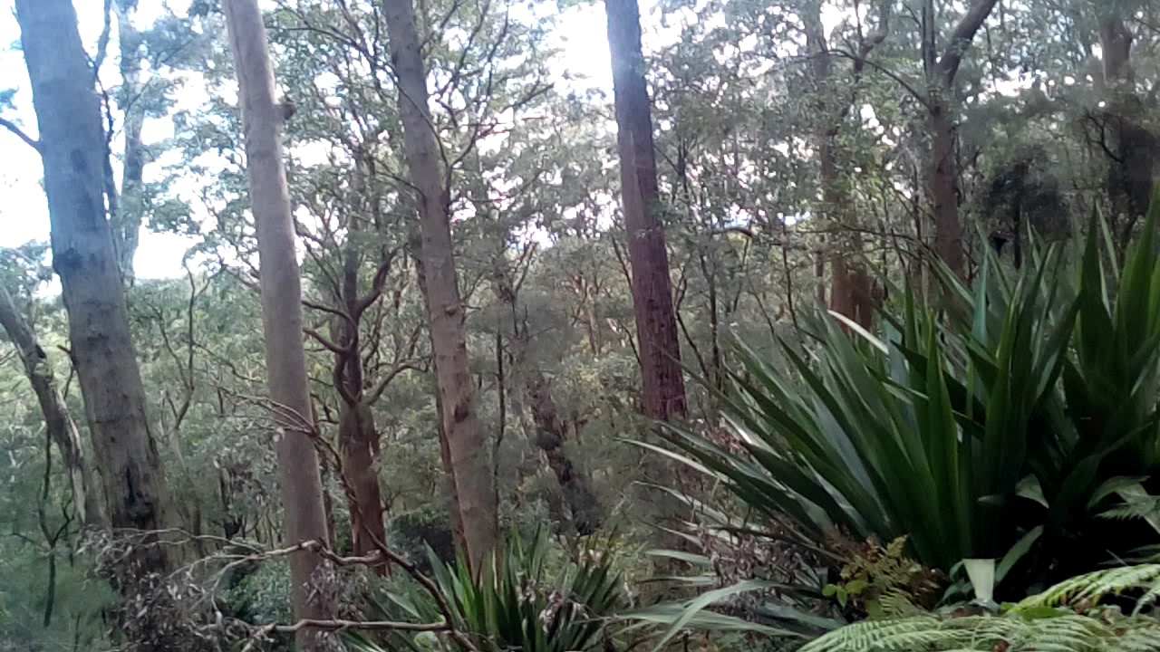 "MUST SEE!" THE REAL AUSTRALIAN YOWIE IN PREDATOR MODE PART1! - YouTube