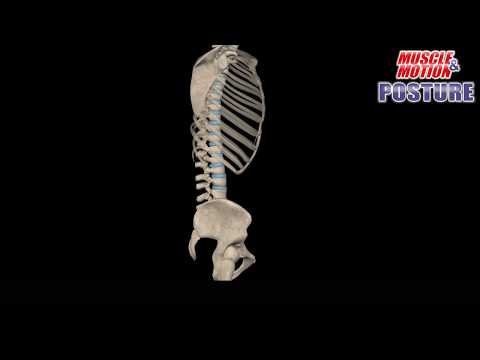 Flat Back Exercises - Fitness | NoahStrength.com