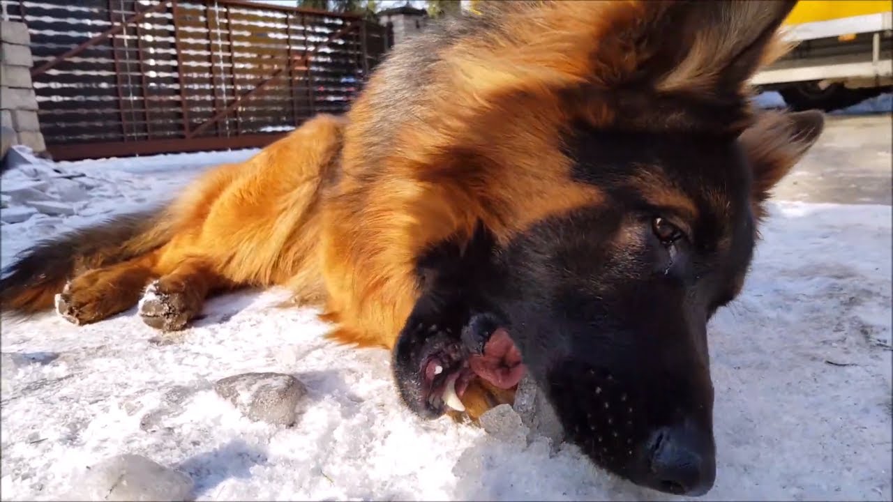 German Shepherd plays with ice/Owczarek Niemiecki bawi się lodem - YouTube