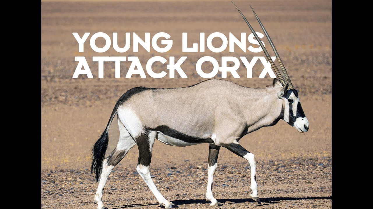 Young Lions Attack Oryx | Surival war - YouTube