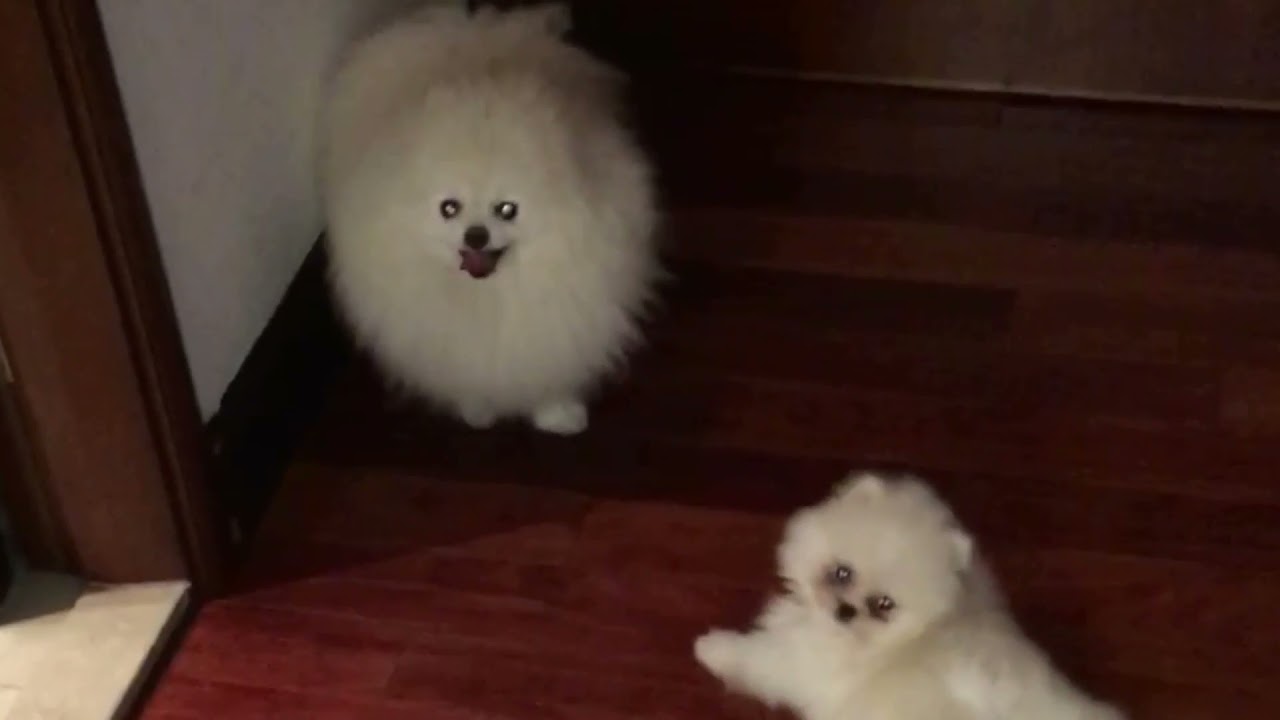 Barking sound of Pomeranian puppy - YouTube