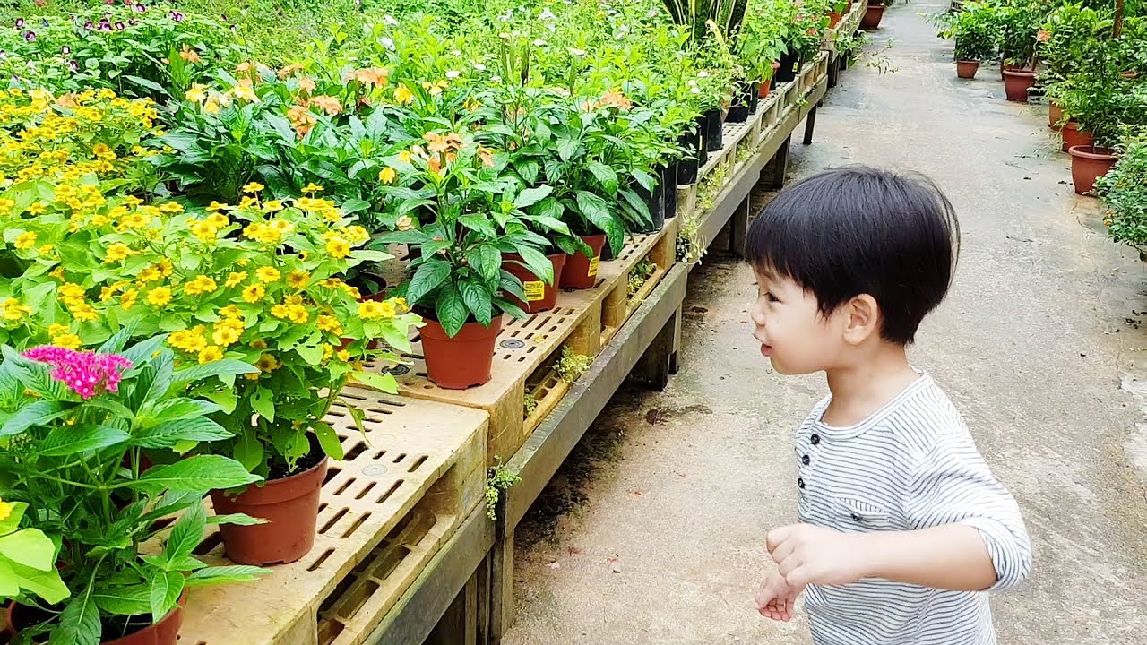 Flowers Shopping For Kids 🌼🌷Florist Flower Nursery Toddlers 🌸 Learn ...