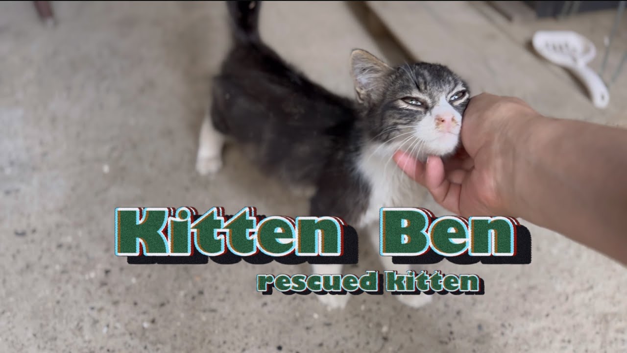 2 weeks record from the day I rescued the kitten: Kitten Ben [Cat and ...