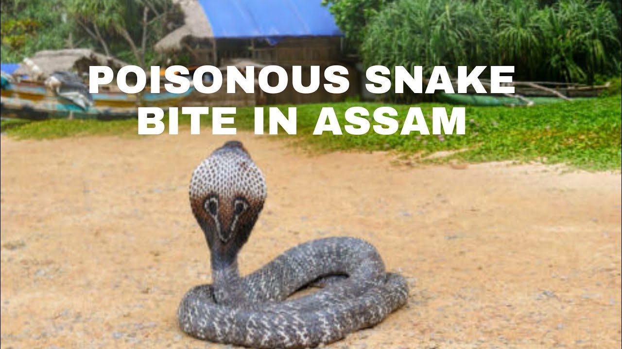 Venomus snake in Assam - YouTube