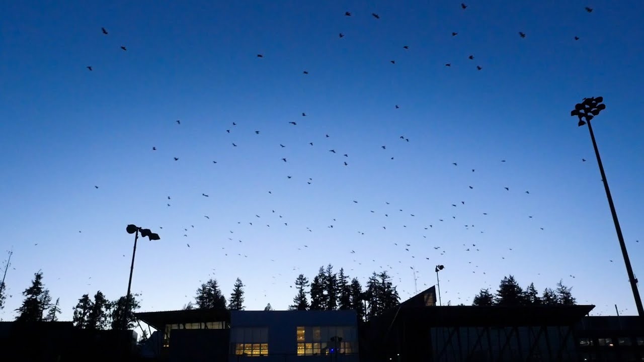 The secret life of Seattle's crows - YouTube