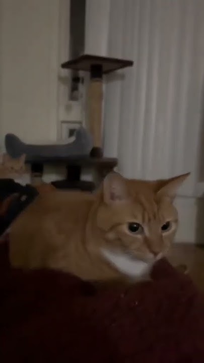 Boing boing #cat #meme - YouTube