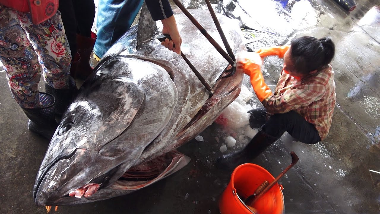 800 Pounds Giant Bluefin Tuna Cutting for Luxurious Sashimi - Taiwan ...
