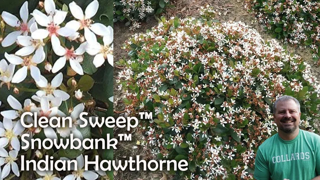 Clean Sweep™ Snowbank™ Indian Hawthorne - YouTube