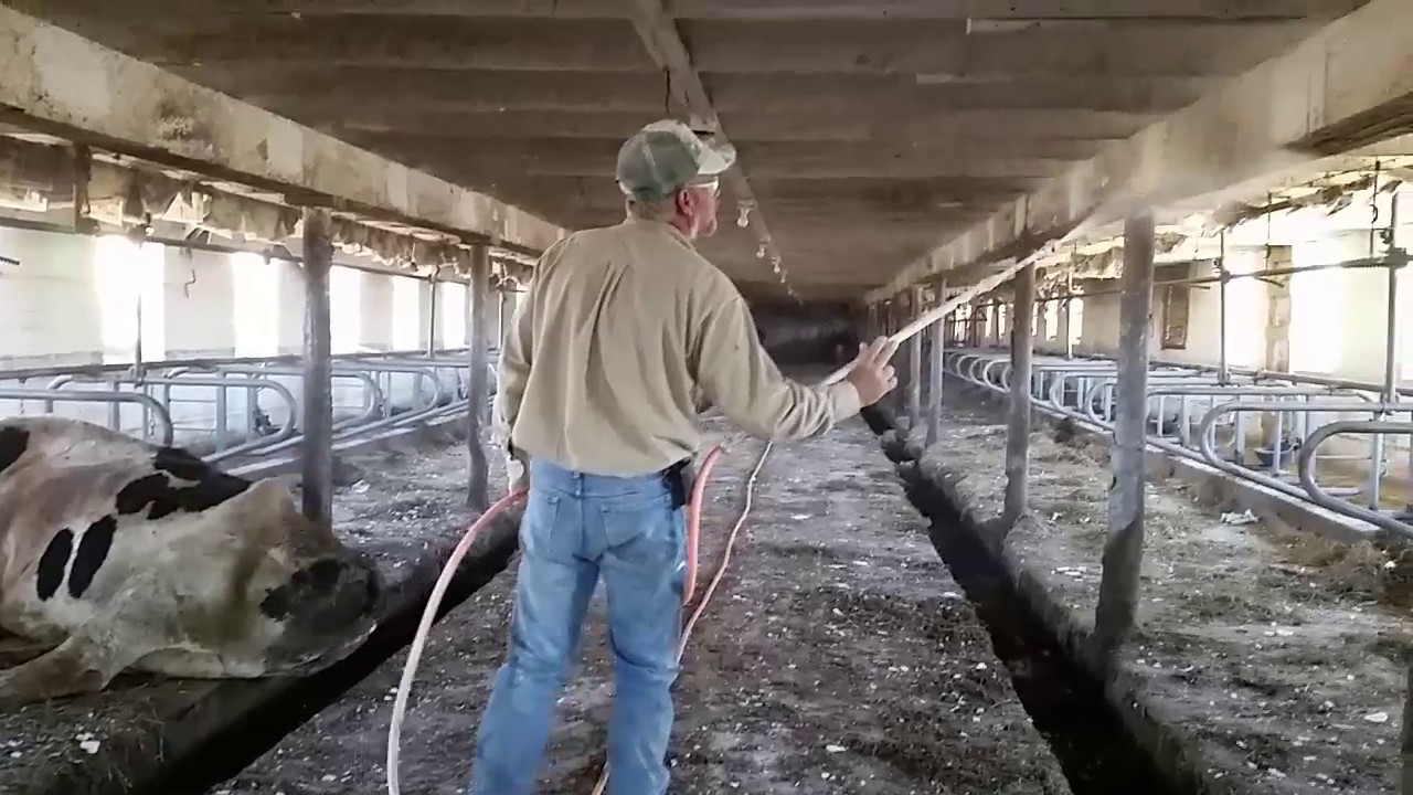 whitewash dariy barn,and showing thing's for the new subscribers - YouTube