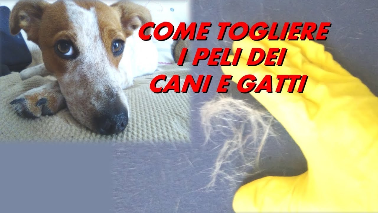 COME TOGLIERE I PELI DEI CANI E DEI GATTI - YouTube