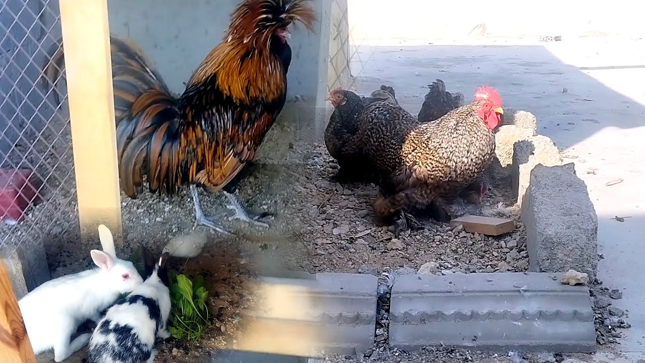 Fancy Hen Vlog | Aseel Trio | Geese | Rabbits 🐔🦆🐰 - YouTube