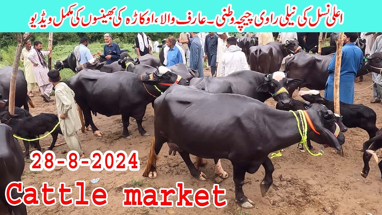 Nili ravi chichawatani arif wala okara buffaloes in cattle market dongi ...